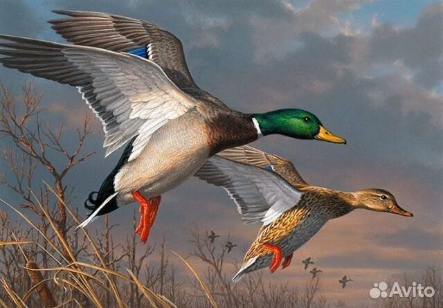 Утки кряквы дикие подсадные