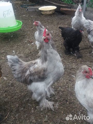 Куры / Петух / Кохинхин голубой