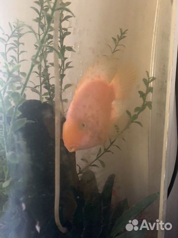 Рыбы в добрые руки