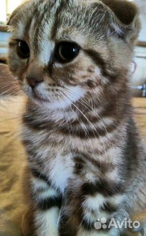 Шотландские веслоухие кошки