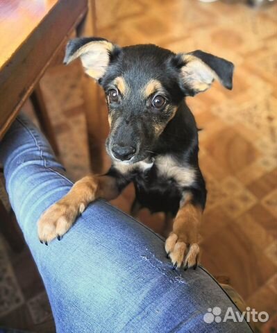 Щенок Рика 3 мес. Привита. Стерилизована. Привезем