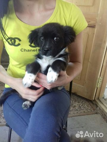 Ищет дом щенок мелкой собачки Тишка