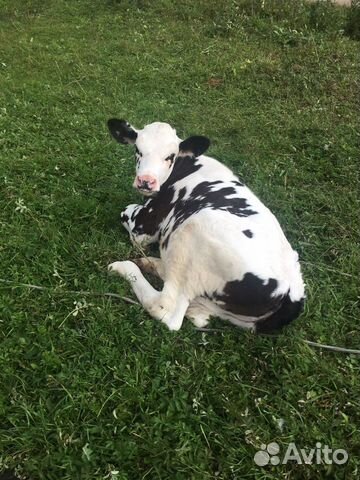 Продам телку