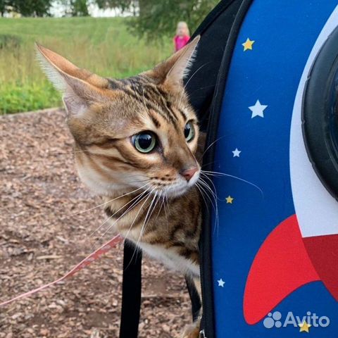 Бенгальская кошка