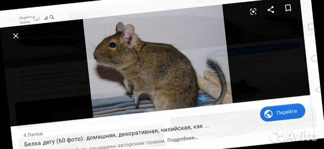 Белка дэгго