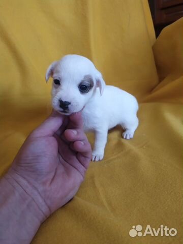 Джек Рассел терьер девочка