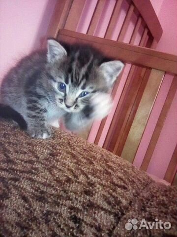 Котята прелесть