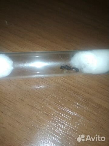 Camponotus turkestanus