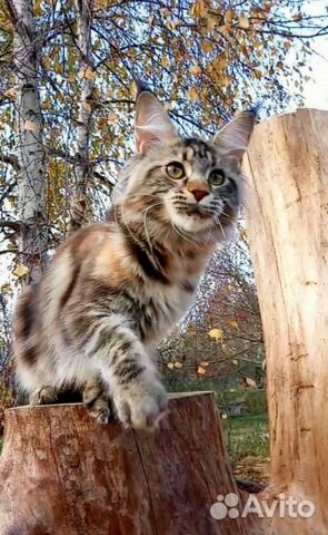 Разноцветная девочка мейн-кун