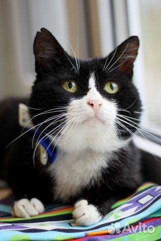 Котик Бус ищет дом