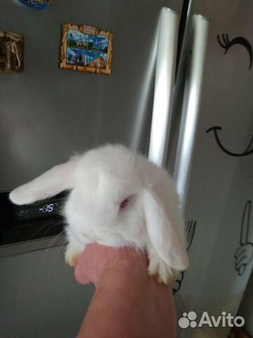 Вислоухий мальчик