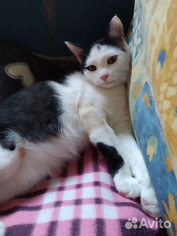 Ласковый и нежный котенок мальчик в дар