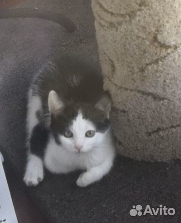 Добрый котенок Далматин