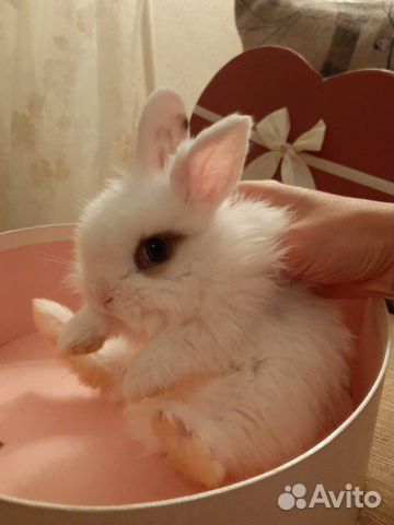 Карликовые крольчата. Привиты.Доставка