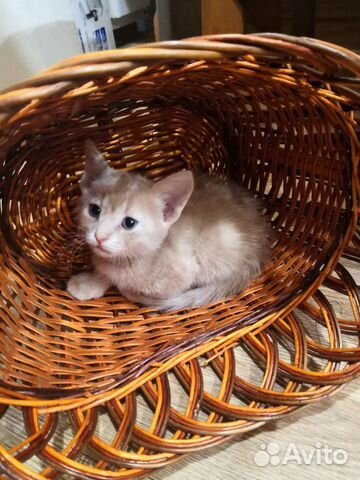 Породистые котята