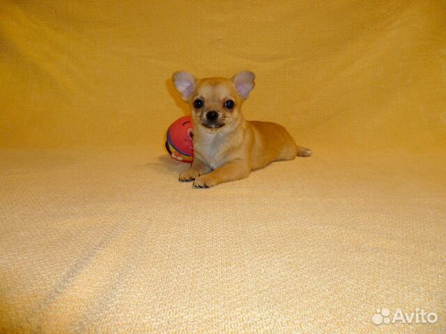 Шикарная рыжая девочка гш