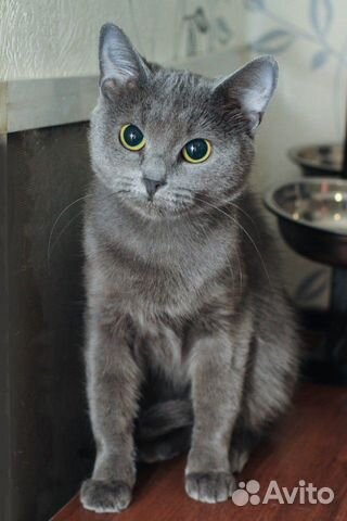 Малышка Нэнси в добрые руки