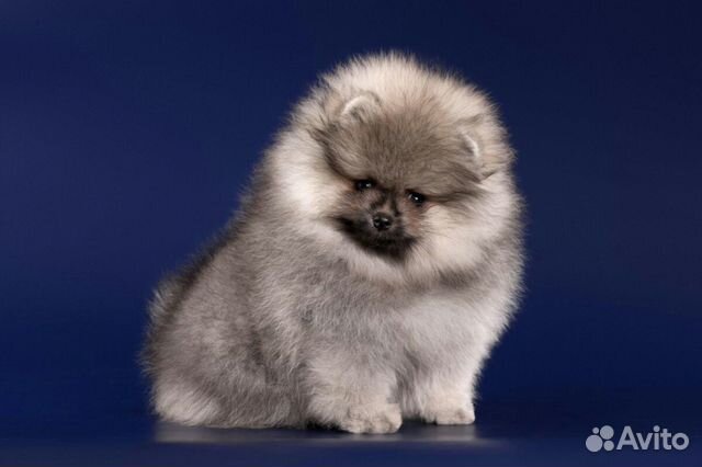 Померанский шпиц
