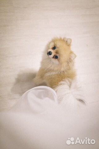 Вязка карликовый шпиц