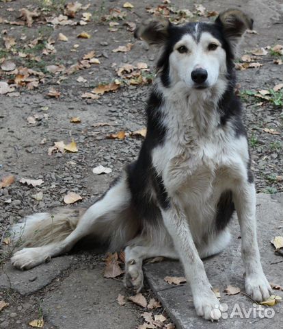 Метис Колли, обалденная собака