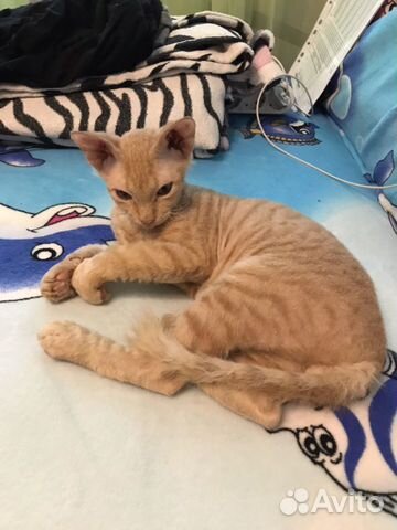 Кот