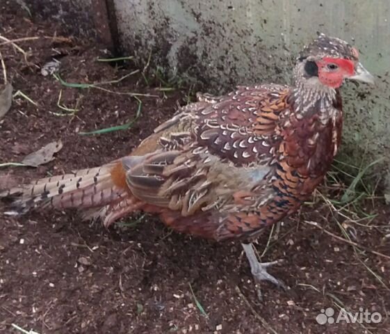 Фазан охотничий