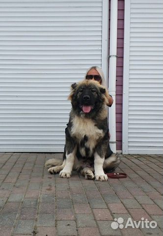 Очень крупный щенок-мальчик Кавказской овчарки