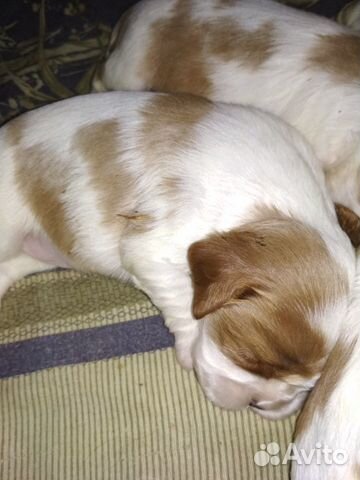 Резерв кавалерчиков