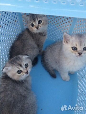 Котята от шотландской кошки