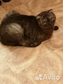 Отдам котика в добрые руки