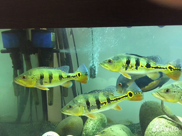 Cichla ocellaris (Цихла. Оцелларис)