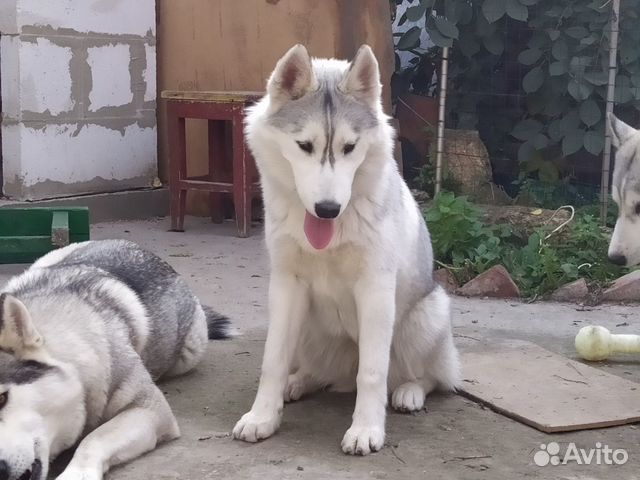 Высокопородные сибирские Хаски