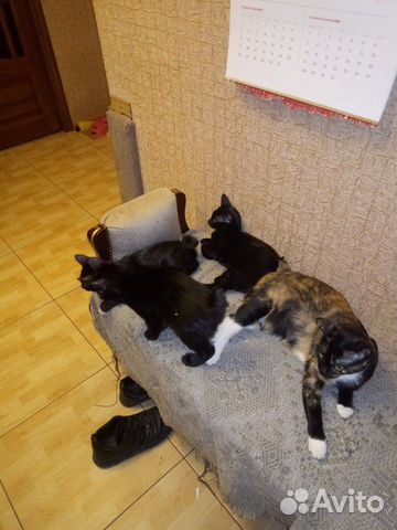 Котики порода: курильский баптейл. отдам в надёжны