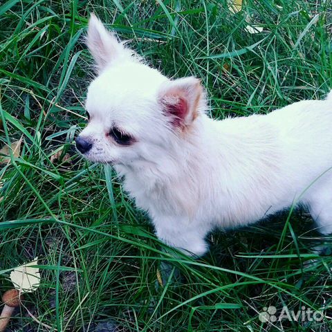 Кобель-мини вязка