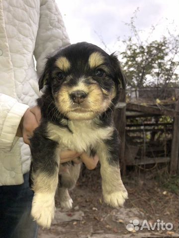 Раздаём щенков бесплатно