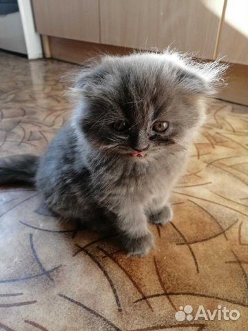 Пушистые шотландские котята