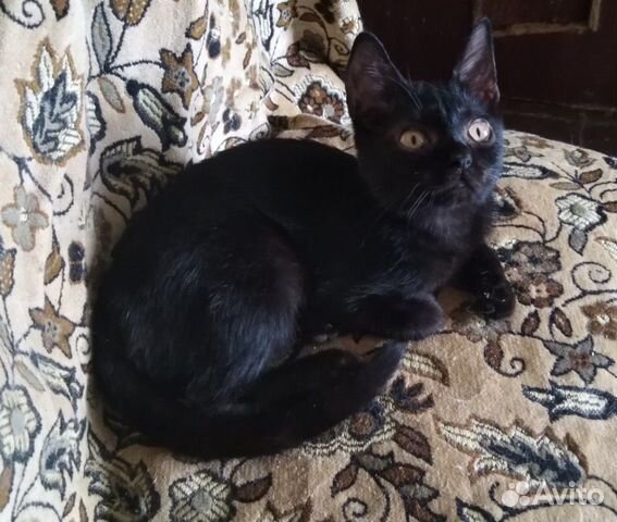 Подрощенные котята