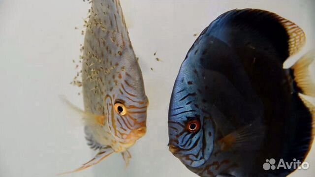 Цихлиды Южной Америки дискусы