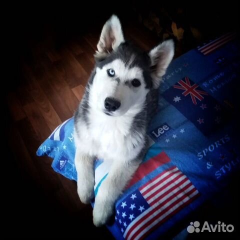 Продажа щенков хаски