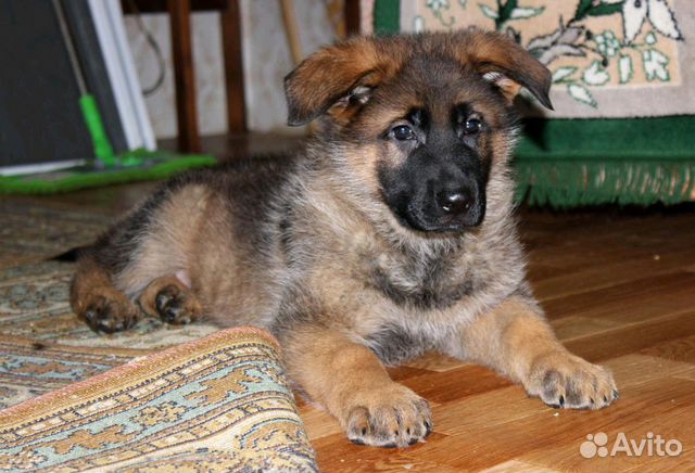 Зонарные мальчики