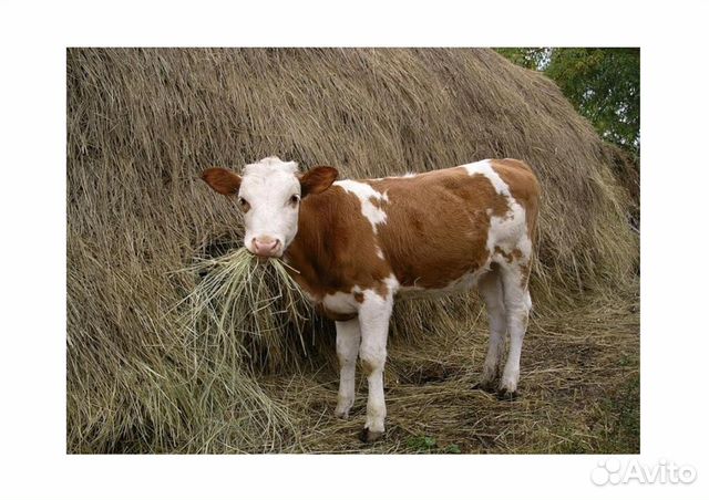 Продам телят,от 2 месяцев