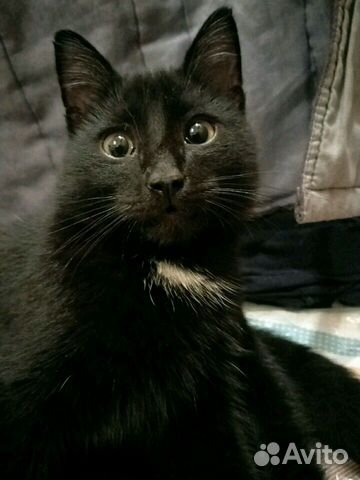 Котята из дома 11 ждут хозяев