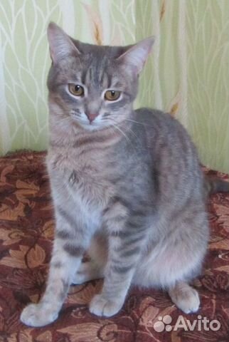 Светло-серый вискасный котенок