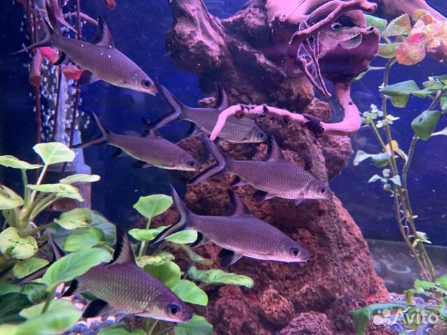 Акулий бала / барбус акулий, рыбка в аквариум