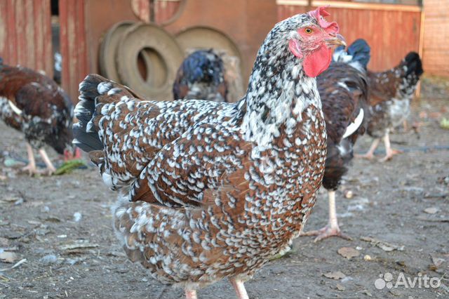 Ливенская ситцевая и орпигтон фарфор