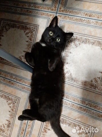 Котя