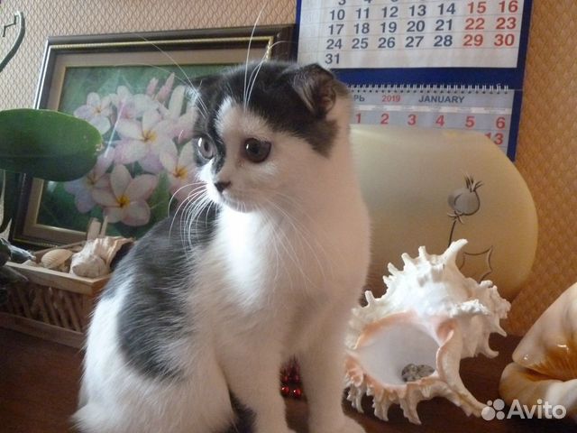 Котята шотландские