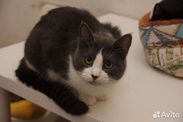 Милашка Грейси ищет Дом