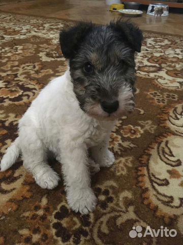 Щенок Фокстерьера ж/ш кобель, возраст 1.5 месяца