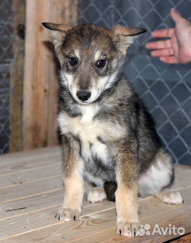 Щенуля, маленький серенький волченок